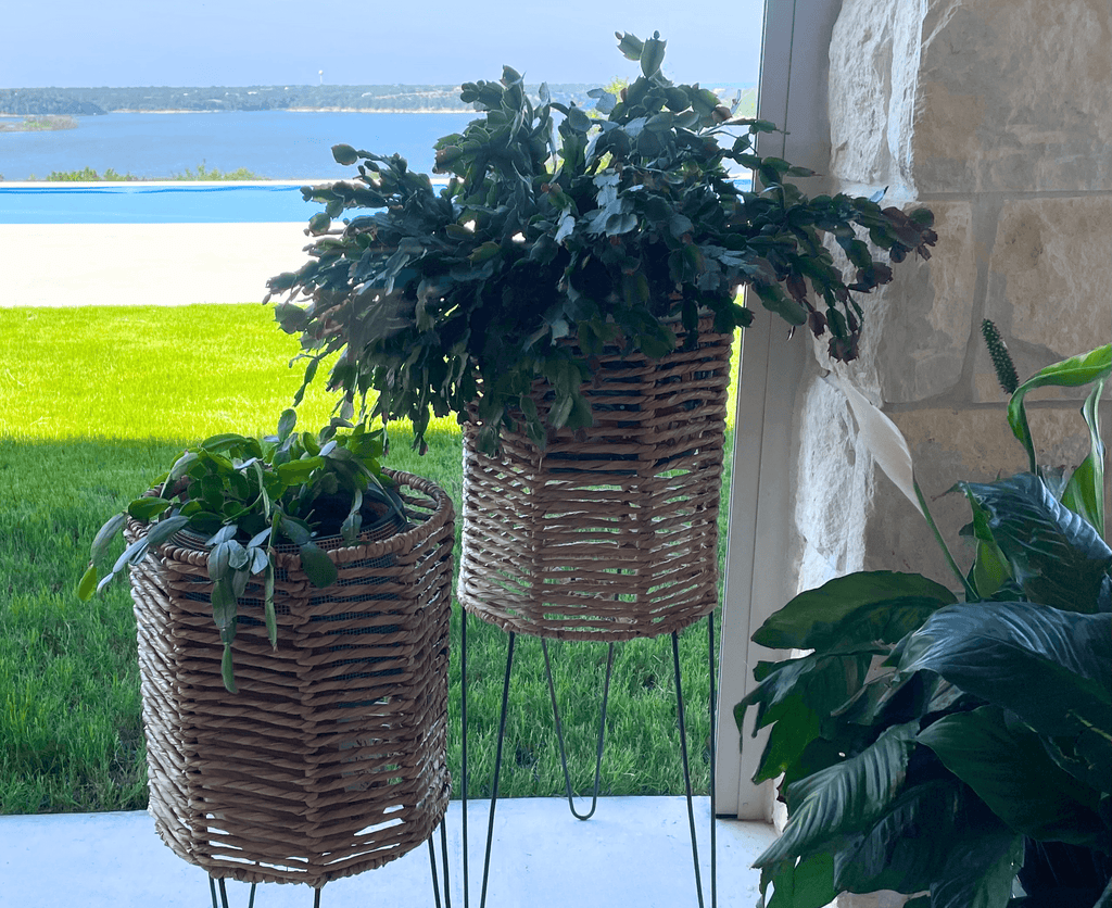 O U T D O O R | Solange & Frances Collections